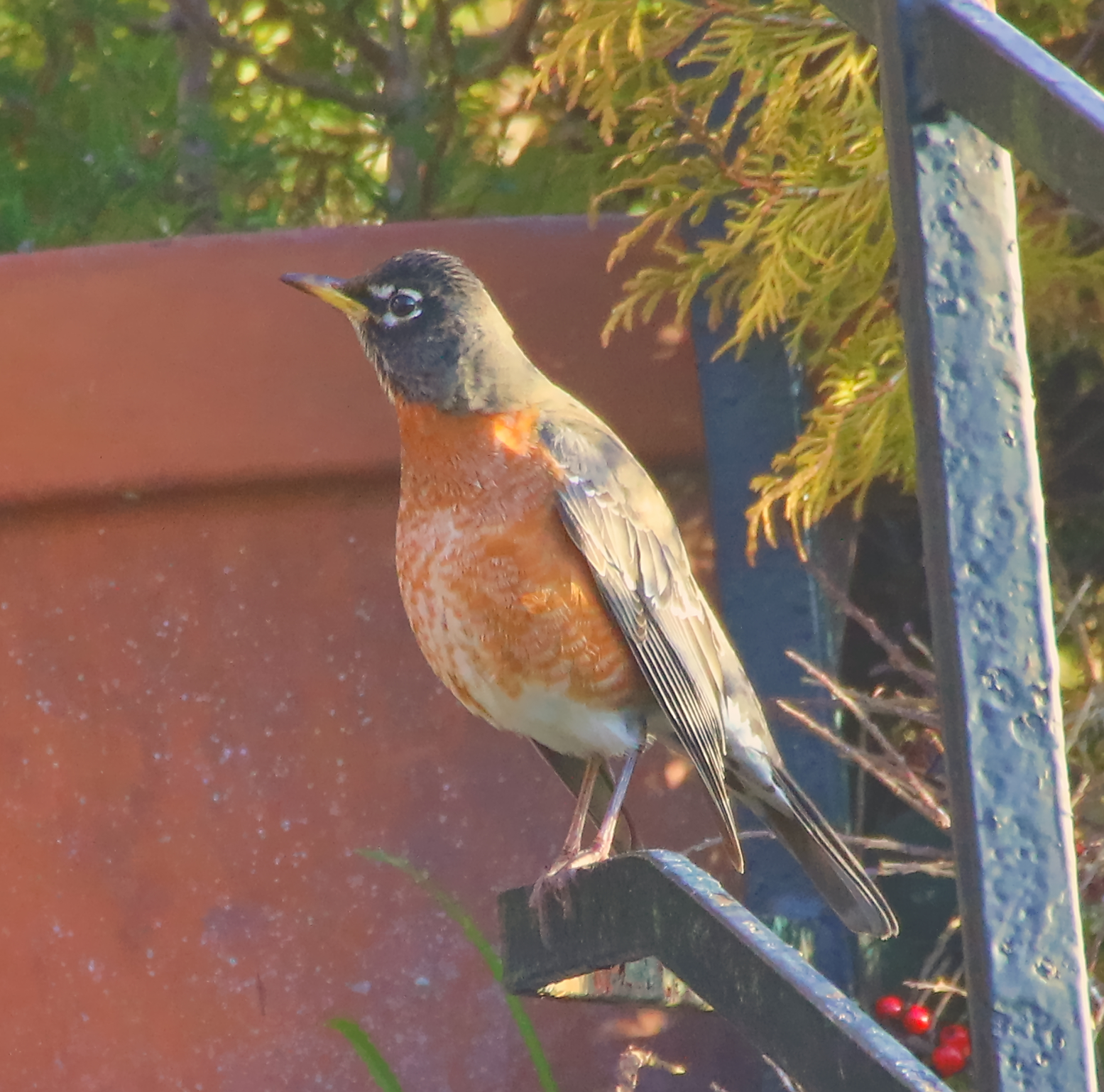 American Robin - OrniStats